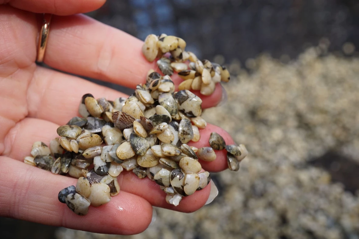 Our Farms | Taylor Shellfish Farms