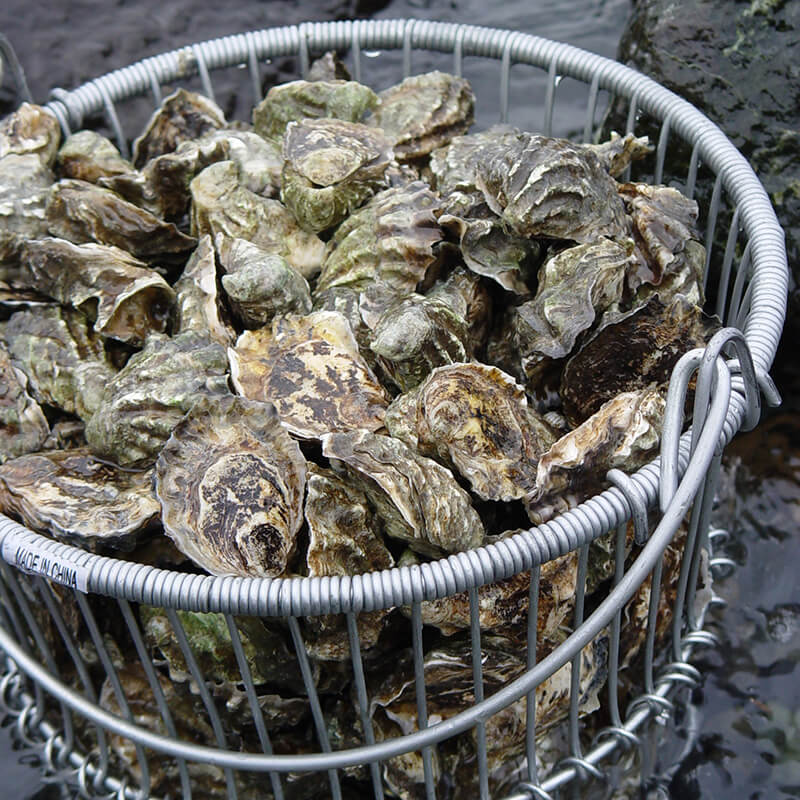Taylor Shellfish Farms | Taylor Shellfish Farms, Seattle WA